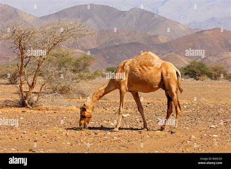 Semi Wild Dromedary Camelus Dromedarius Or Arabian Camel Foraging In