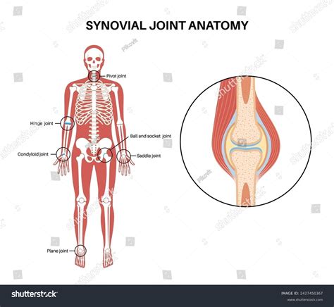 Synovial Joint Anatomy Movements Between Adjacent Stock Vector Royalty Free 2427450367