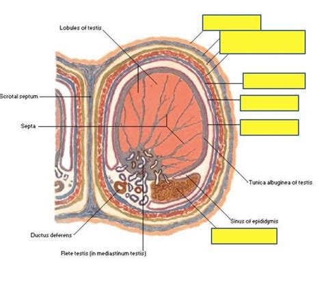 Male 6 Diagram Quizlet