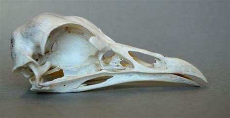 Chunga Burmeisteri Black Legged Seriema Skullsite