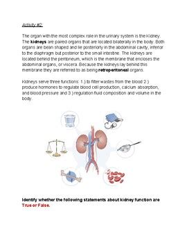 A P II Lab Exercise Urinary System Teacher Version TPT