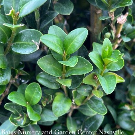 5 6 Buxus Semp Fastigiata Columnar Boxwood