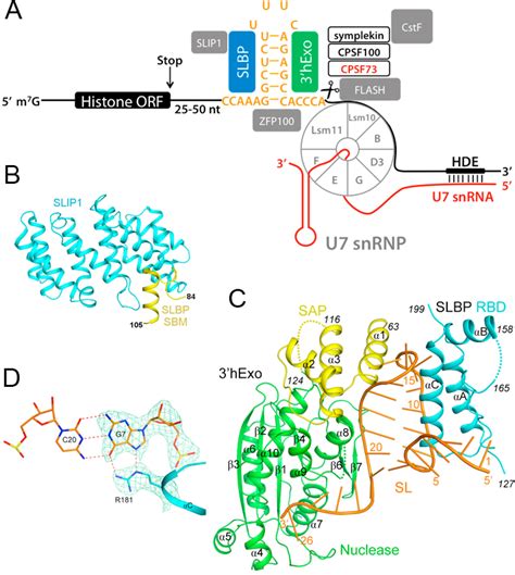 Mrna Structure