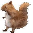 Dancing Squirrel S Tenor