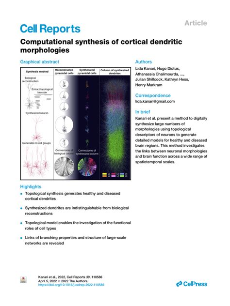 Computational Synthesis Of Cortical Dendritic Morphologies Pdf Dendrite Pyramidal Cell