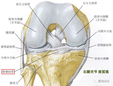 膝盖韧带部位图解 千图网