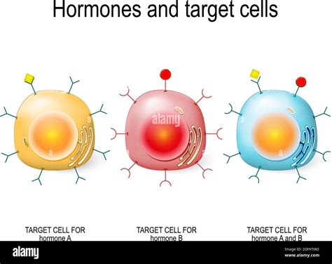 Hormones Receptors And Target Cells Each Type Of Hormone Is Designed
