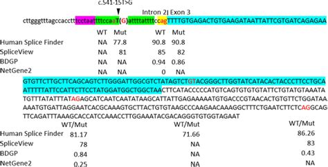 Results Of In Silico Splice Prediction Tools Lowercase Nucleotides