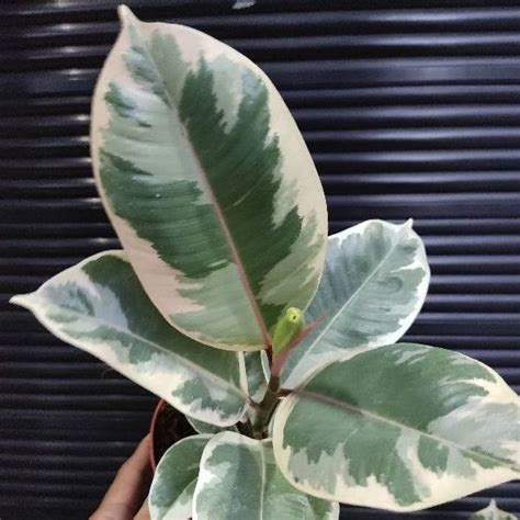 Rubber Tree Varieties Ficus Elastica Ruby And Variegated Shopee