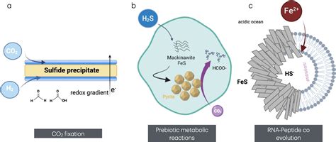 Biogenic Pyrite And Metastable Iron Sulfides Emerging Formation