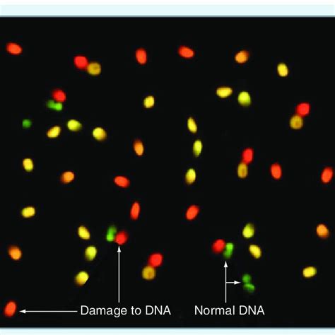 Results Of Dna Fragmentation In Sperm Samples From Fertile Sperm Download Scientific Diagram