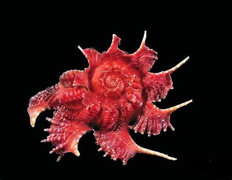 Angaria Delphinus Turbinidae Philippines Sea Shells Nature Inspiration Jewel Of The Seas