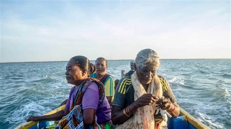 World Environment Day 2023 How Climate Resistant Superfood Seaweed Is