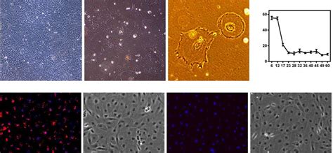 Hpsc Derived Podocytes Exhibit Key Podocyte Phenotypes Imr90 4 Download Scientific Diagram
