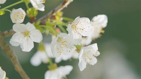 Premium Photo Early Spring Prunus Avium Flowering Cherry Blooming