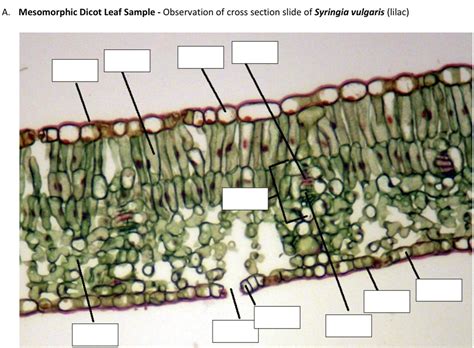 Mesomorphic Dicot Leaf Diagram Quizlet