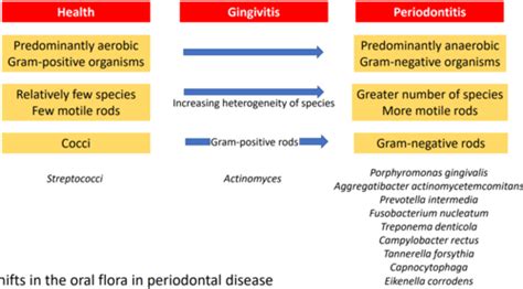 Per 75 Pathology Of Perio Disease 1 Flashcards Quizlet