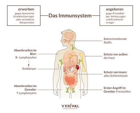 Immunsystem Wie Die Abwehrkräfte Des Körpers Funktionieren