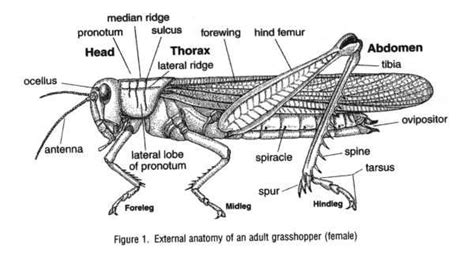 Anatomy Of A Grasshopper A Detailed Diagram