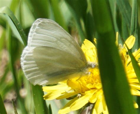 West Virginia White From Shadick Spring On May 25 2019 At 1215 Pm By