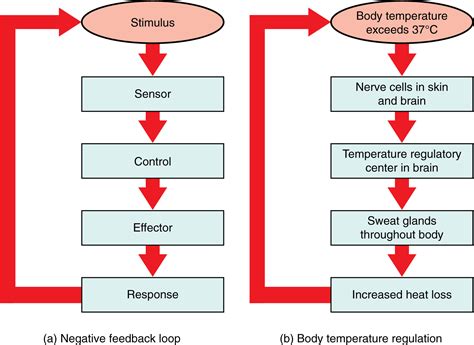 Examples Of Positive Vs Negative Feedback Loop In Action