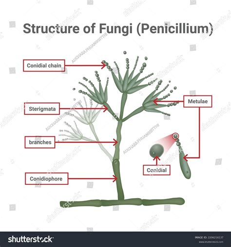 Structure Penicillium Opportunistic Fungi That Cause Stock Vector Royalty Free 2206216137