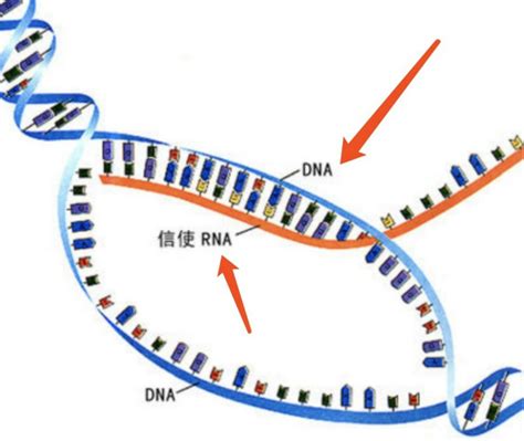 启动子是否包括转录起始位点？ 知乎
