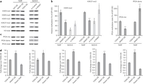 Nnmt Regulates The Methylation State Of Histones And Other Signaling