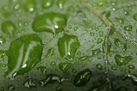 리프 매크로에 투명 한 빗 물의 큰 아름 다운 드랍 스 아침에이 슬 방울 햇볕에 노을 자연 속에서 아름 다운 잎 텍스처입니다