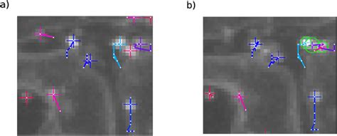 11 tracking particles in plant cells with an image augmented particle