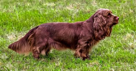 8 Small Bird Dog Breeds With Big Character