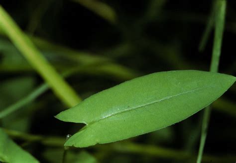 Persicaria Sagittata Polygonaceae