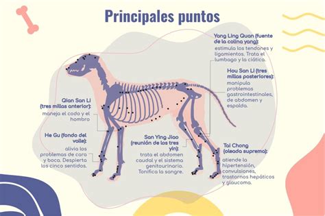 Megaesófago Canino Guía Completa Sa Acupuntura