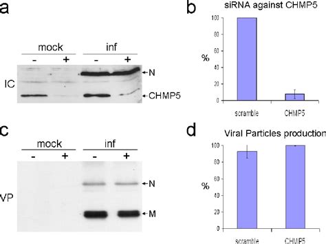 Figure 1 From Patchwork Structure Function Analysis Of The Sendai Virus Matrix Protein