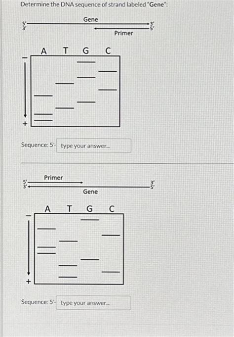 Solved Determine The DNA Sequence Of Strand Labeled Gene Chegg