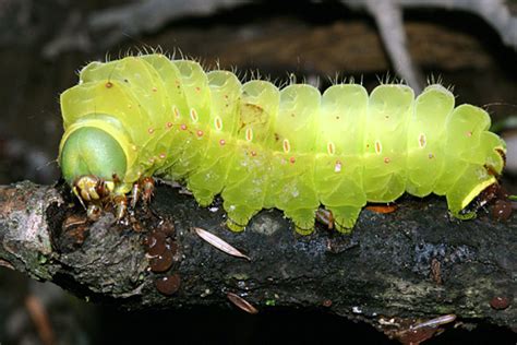 Luna Moth Caterpillar Actias Luna Bugguide Net