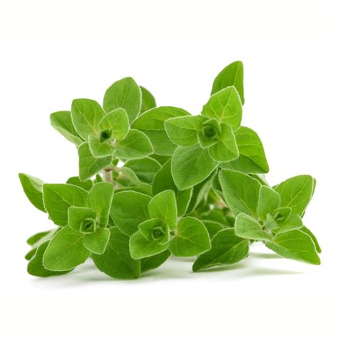 dōTERRA Oregano Olejek Eteryczny Naturalny Antybiotyk