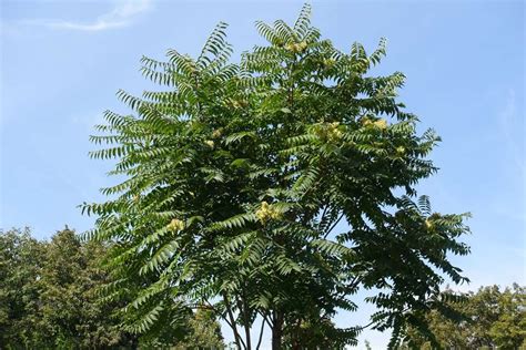 Tree Of Heaven How To Identify And Remove It