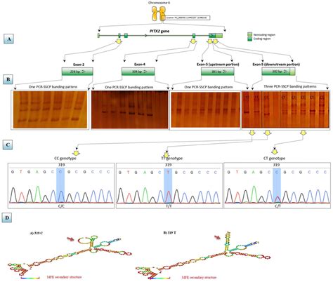 A Schematic Diagram For The Pitx2 Gene Based Pcr Sscp Sequencing