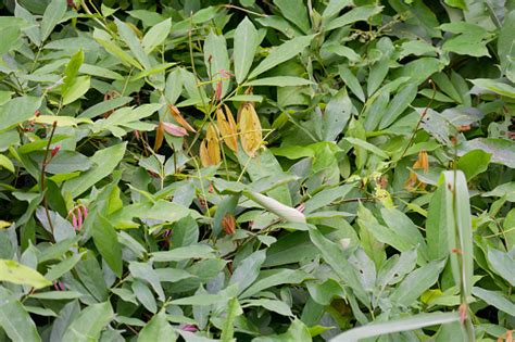 무성한 열대 녹색 단풍과 붉은 새싹 말린 꼬투리가 자라나 자연과 식물 생활의 활기찬 순환을 포착합니다 0명에 대한 스톡 사진 및