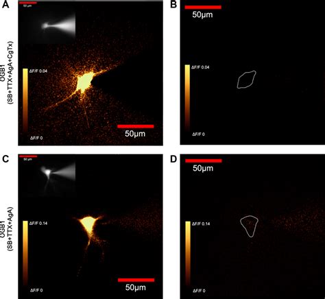 Wide Field Calcium Imaging With Ogb1 A Image From The Peak Of A Download Scientific Diagram