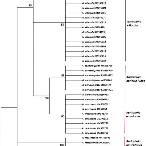 phylogenetic tree reconstructed using maximum likelihood method based
