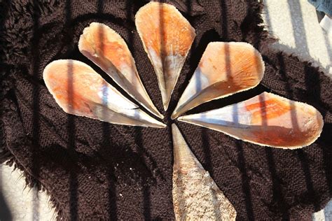 Plemenita Periska 17 Zanimljivosti O Ovoj Zaštićenoj Vrsti