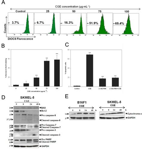 Cge Induced The Release Of Cytochrome C Activated Caspases And Parp Download Scientific