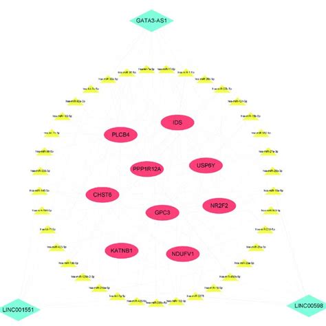 cnc network of the three lncrnas the ellipse represents mrnas and the
