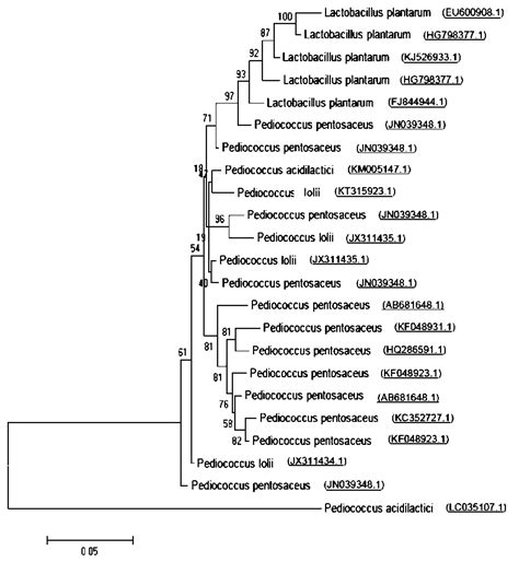 The Phylogenetic Tree Showing The Relative Position Of The LAB Download Scientific Diagram