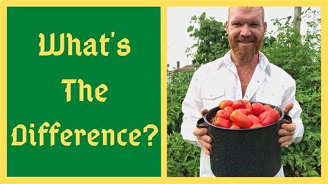 Tomatoes Determinate Vs Indeterminate What S The Difference And