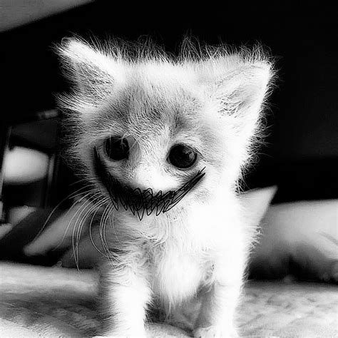 Zxc Cat в 2025 г Котята Артбуки Эскизы персонажей