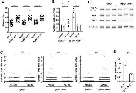 Enterocyte Turnover And Ripk1 Dependent Enterocyte Shedding Were