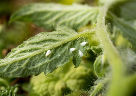 Soybean Pests And Their Management Practices Wikifarmer